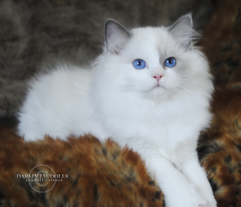 DARLIN'LIL'DOLLS. RAGDOLL KITTEN BREEDER. ONTARIO.