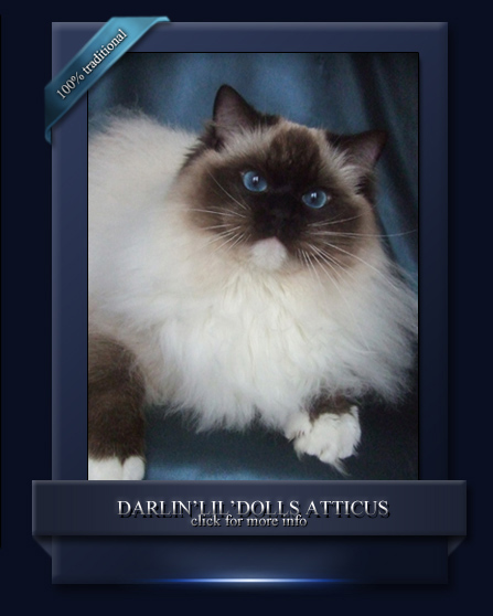 DARLIN'LIL'DOLLS. RAGDOLL KITTEN BREEDER. OTTAWA, ONTARIO.