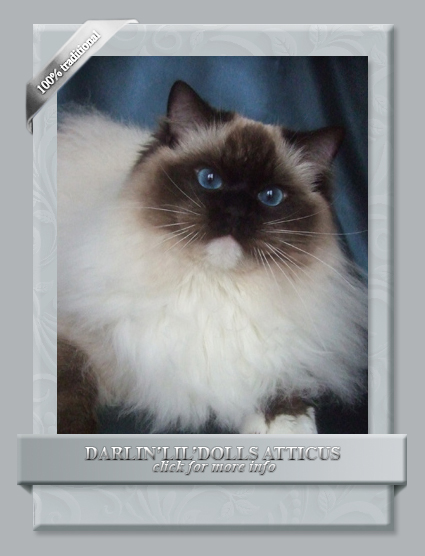 DARLIN'LIL'DOLLS. RAGDOLL KITTEN BREEDER. OTTAWA, ONTARIO.