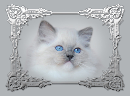DARLIN'LIL'DOLLS. RAGDOLL KITTEN BREEDER. OTTAWA, ONTARIO.