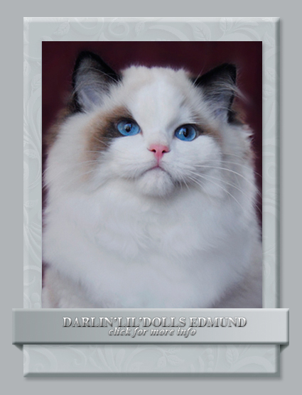 DARLIN'LIL'DOLLS. RAGDOLL KITTEN BREEDER. OTTAWA, ONTARIO.