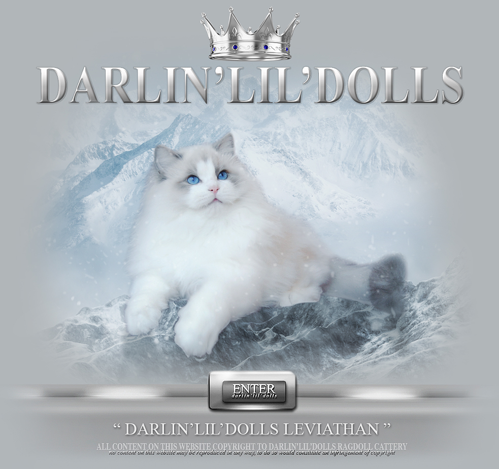 DARLIN'LIL'DOLLS. RAGDOLL KITTEN BREEDER. OTTAWA, ONTARIO.